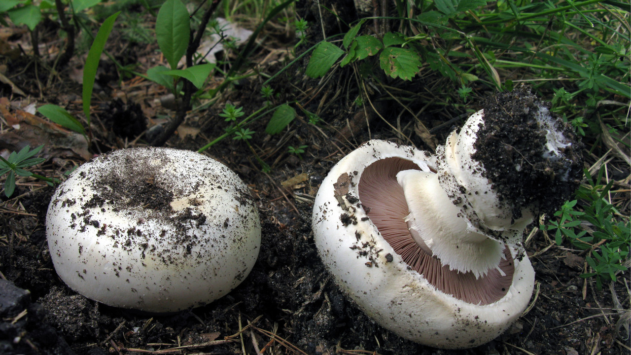 Agaricus bitorquis AWP 20210805 — Postimages
