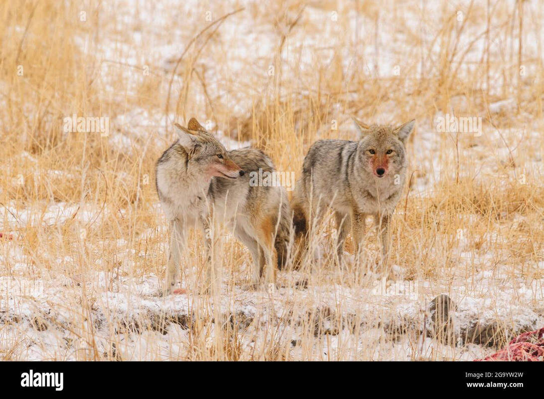 two coyotes in snow with long grass 2 G9 YW2 W — Postimages