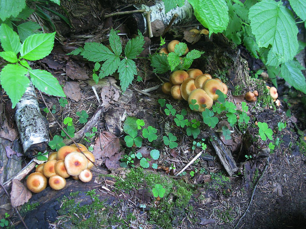 IMG 4098 — Postimages