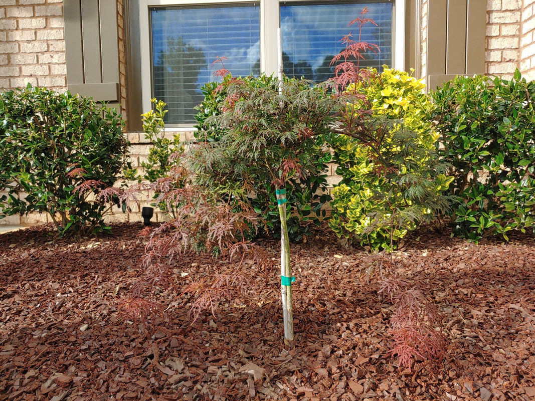 How to properly shape/form/stake this Japanese Maple? | Lawn Care Forum