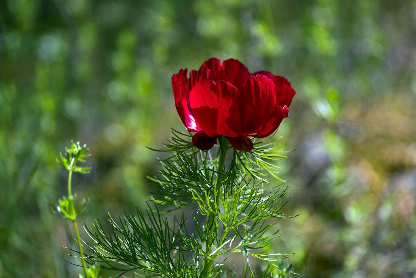 V0002499 1600 — Postimages