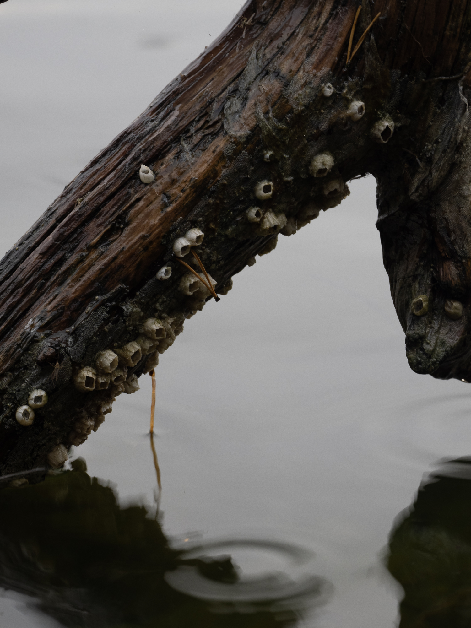 balanus improvisus — Postimages