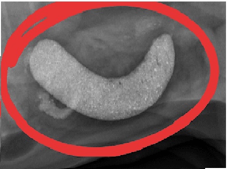 Sand impaction x ray dog 1 1 — Postimages