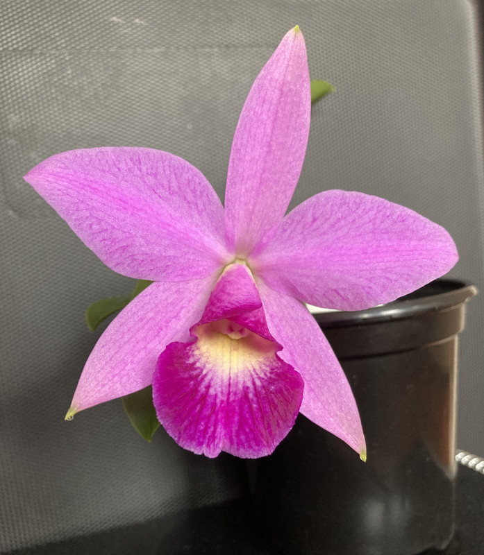 Cattleya Kokubun - Orchid Board - Most Complete Orchid Forum on the web