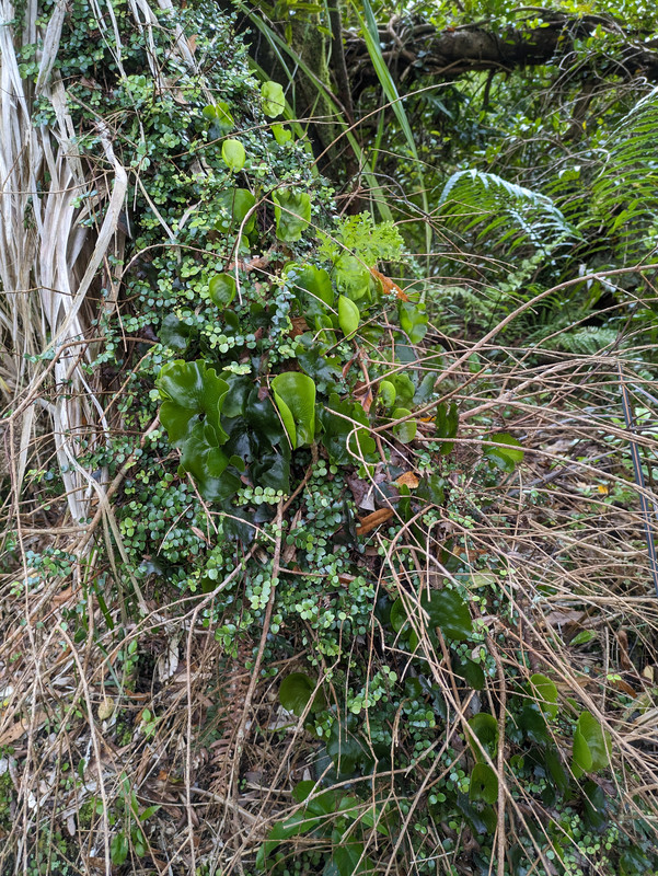 film fer nz — Postimages