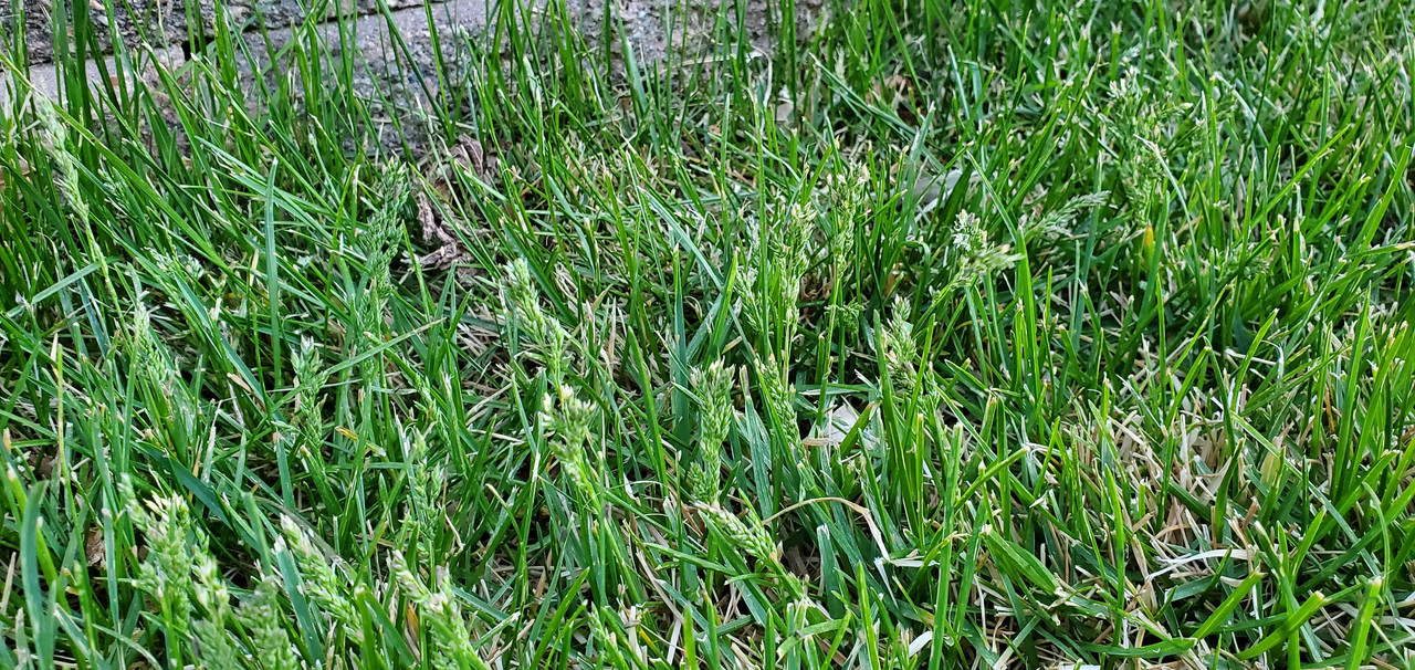 Seeds — Postimages