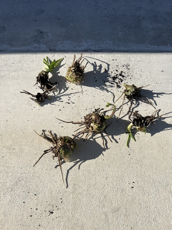 Bulb based weed? | Lawn Care Forum