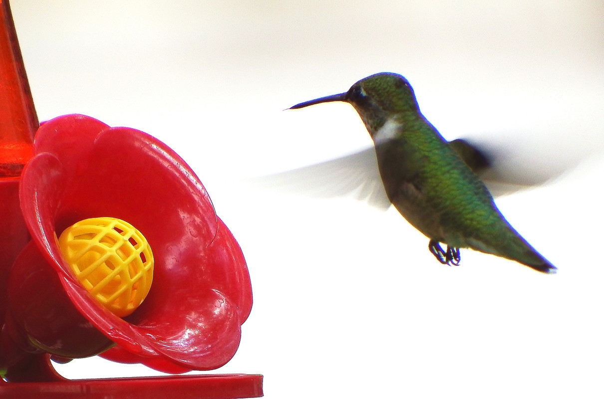 hum bird 9 10 3 — Postimages