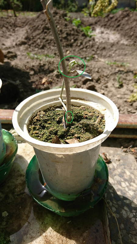 DSC 0585 — Postimages