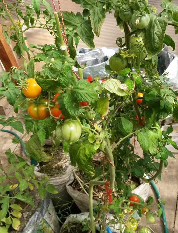 Labrador 20210925 124446 — Postimages