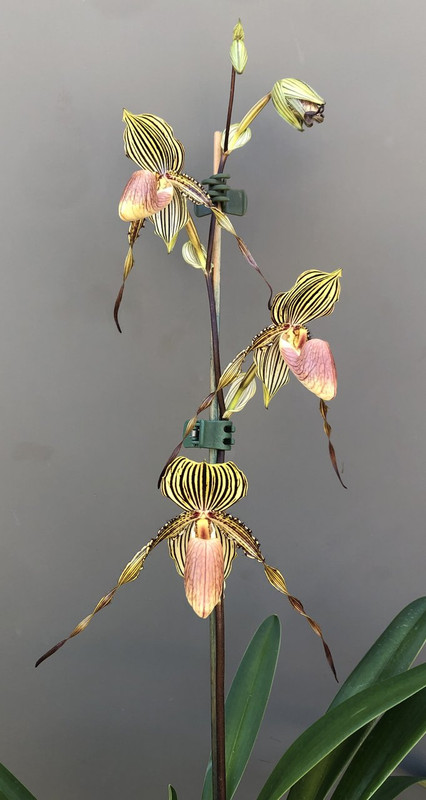 Paph Susan Booth 'Paracombe' FCC/AOC | Slippertalk Orchid Forum