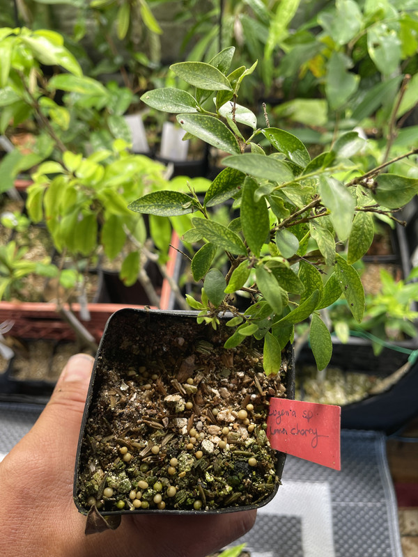 IMG 7475 — Postimages