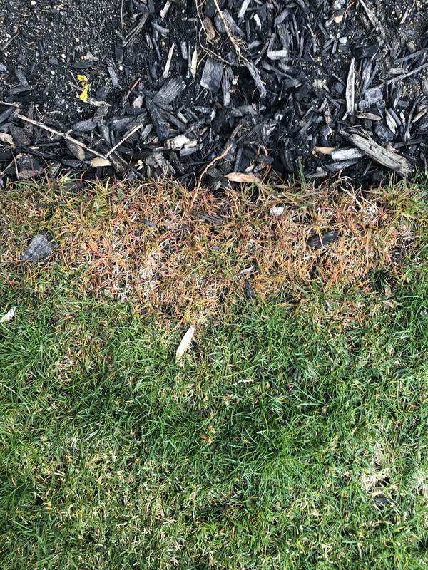 Red Thread | Lawn Care Forum