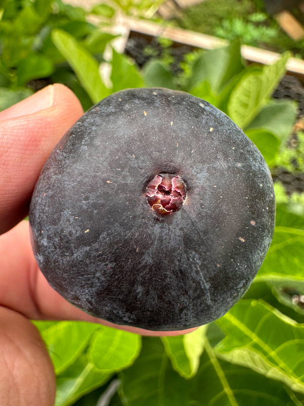 Paratjal Rimada and Borda Barraquer | Fig Fanatic