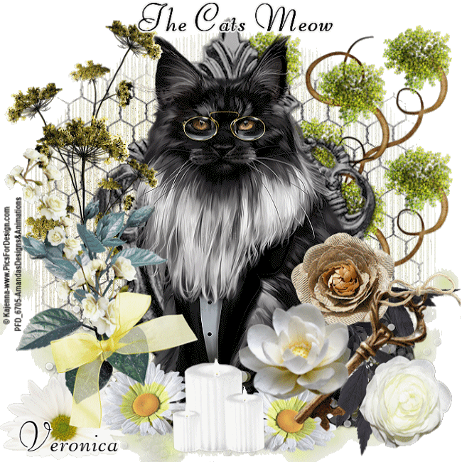 ajenna The Key Cat Cat Meow Veronica vi — Postimages