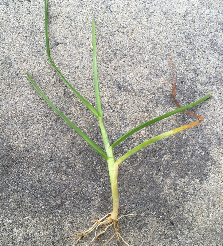 Help with weed ID (Poa Triv?) | Lawn Care Forum