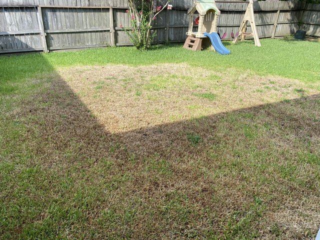 Best Treatment For Cinch Bugs | Lawn Care Forum