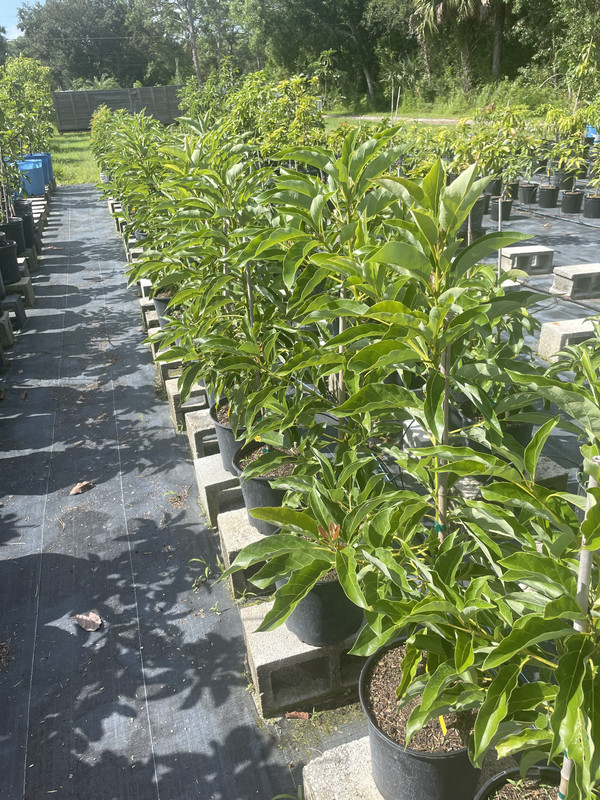 IMG 0879 — Postimages