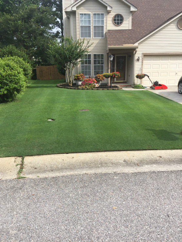 Fescue to Tiff Tuff bermuda | Lawn Care Forum