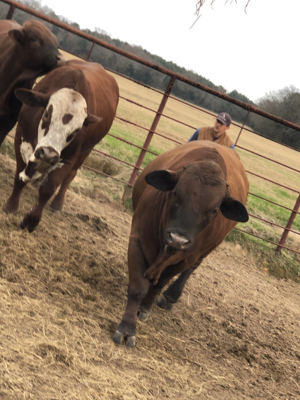 20132894 CC43 4985 AB03 2 E120 B4 F87 DE — Postimages