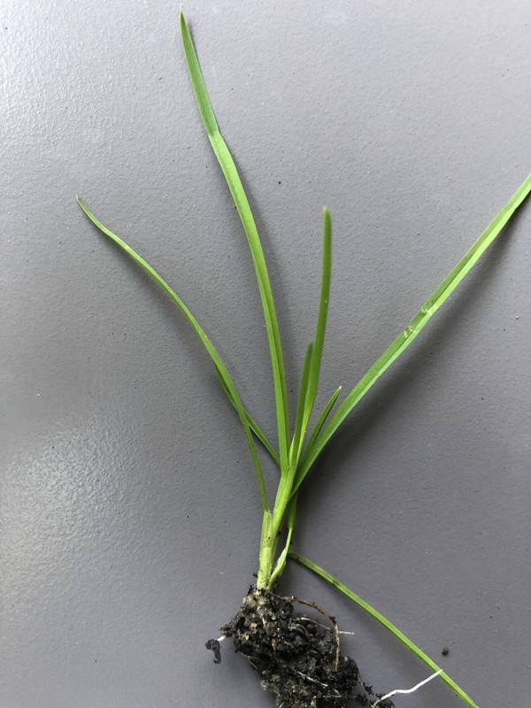 Popping up in Mazama reno | Lawn Care Forum