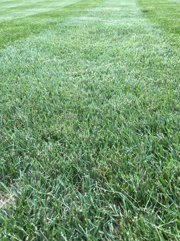 Sharp blades - ragged tips | Lawn Care Forum