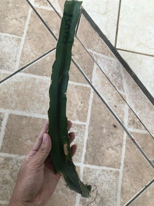 IMG 2176 — Postimages