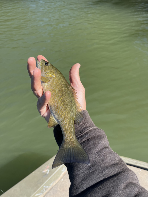 Latest Catch Pics Thread - Page 628 - Fishing Reports - Bass Fishing Forums