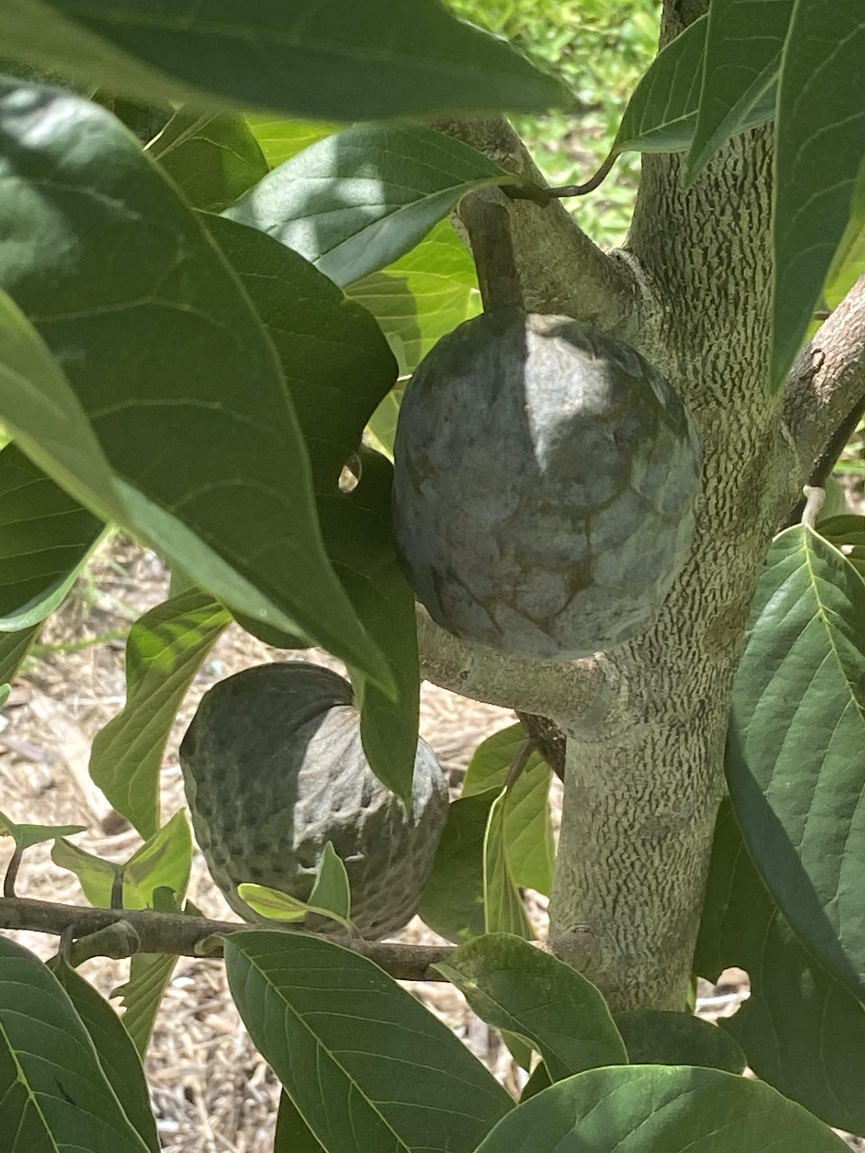 cherilata fruit — Postimages