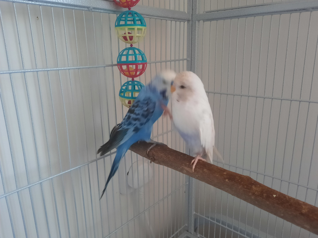 Indie and Yuki kick — Postimages