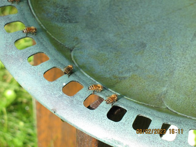 Thirsty bees ? - Everything Else - Bass Fishing Forums