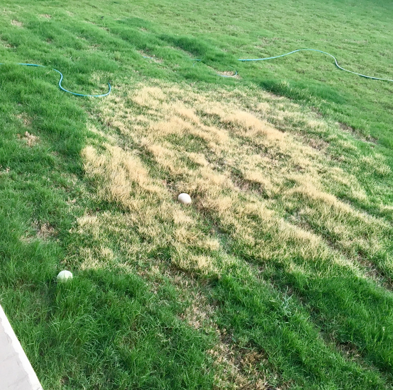 Bermudagras mit "gebleichten" Spitzen | Lawn Care Forum