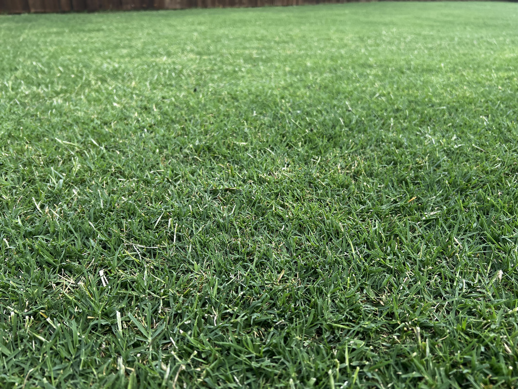 Seed Heads In Hybrid Bermuda Resolutions Lawn Care Forum