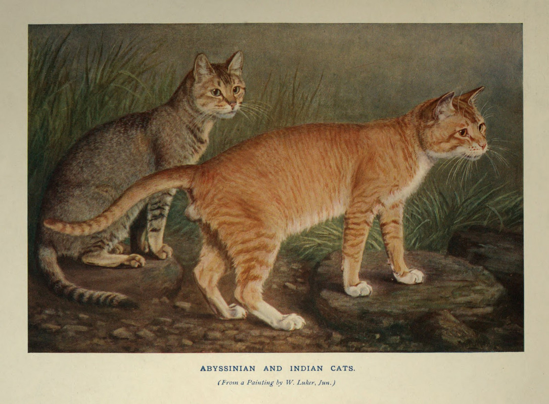 12 The book of the cat 19 — Postimages