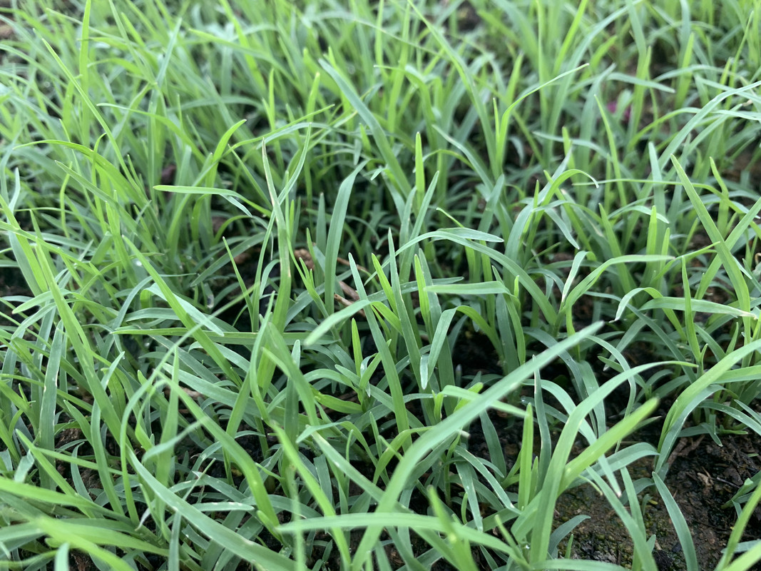 Monaco Bermudagrass Renovation | Lawn Care Forum
