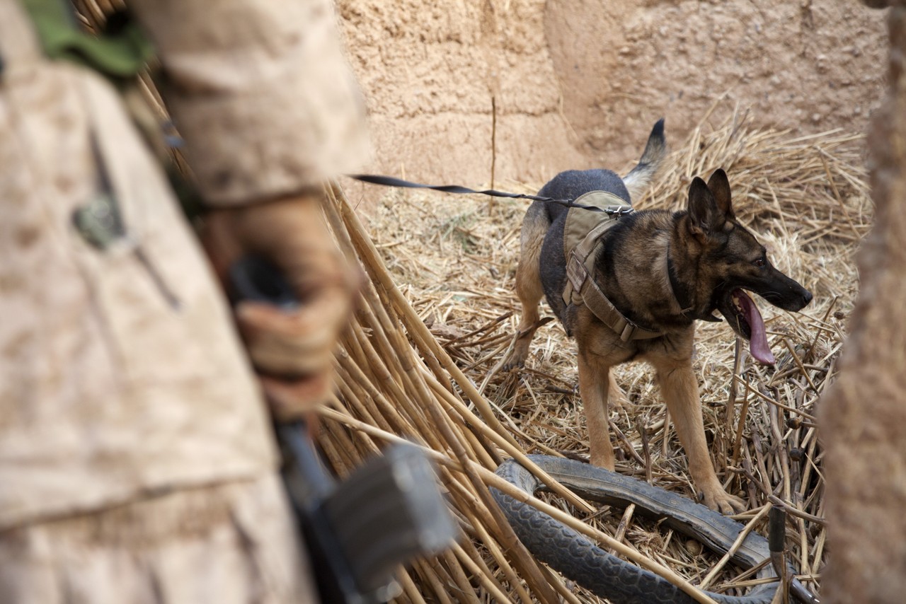 USMC K9 Marine Air Ground Task Force Crisis Response Central Co ...