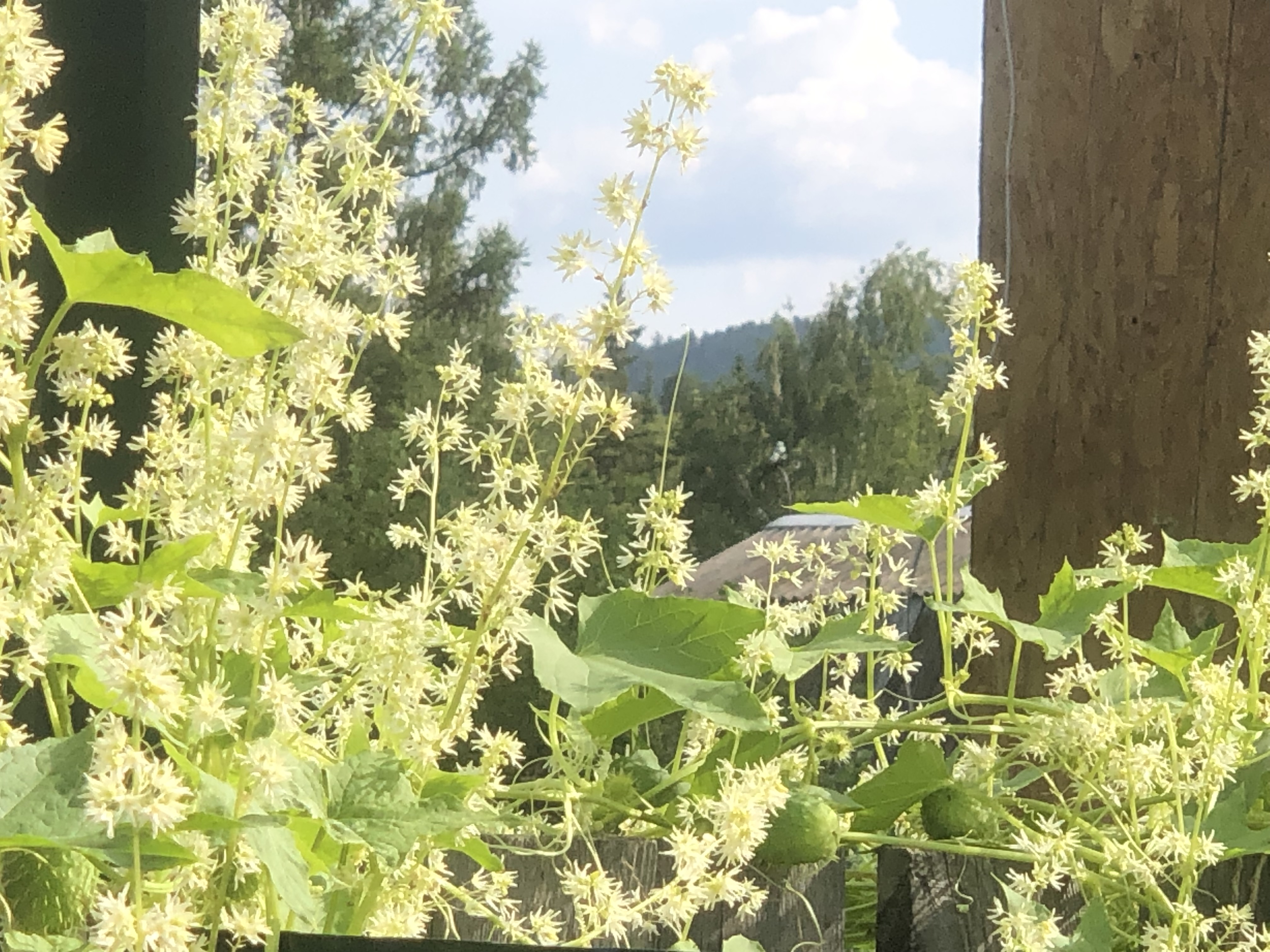 IMG 2873 — Postimages