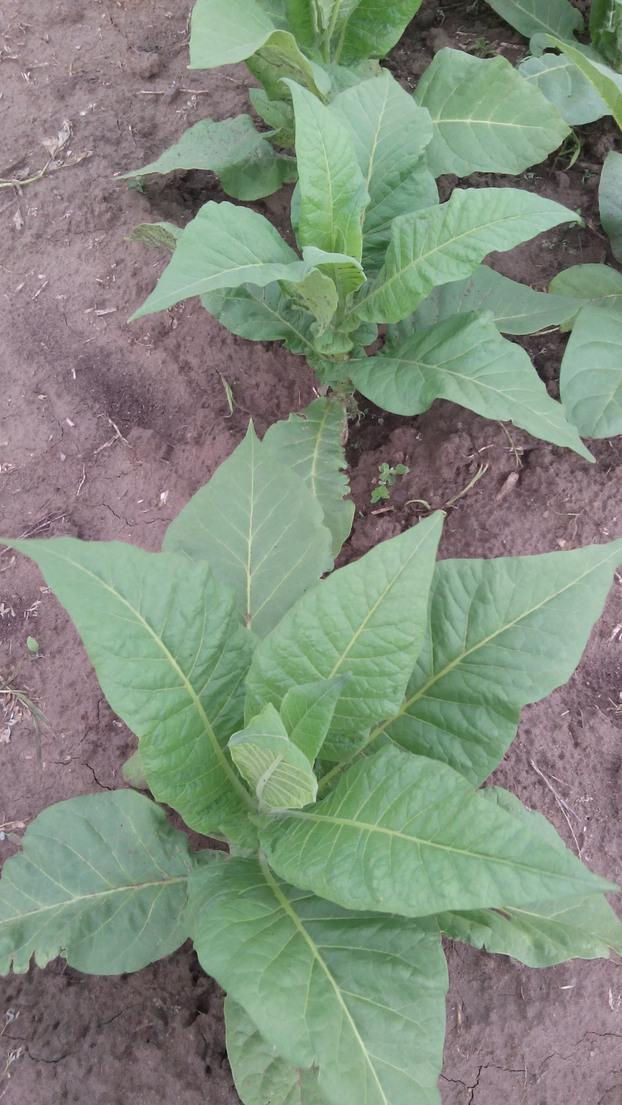 Havana Gold Leaf — Postimages