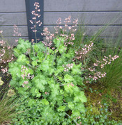 Quelques photos du jardin...