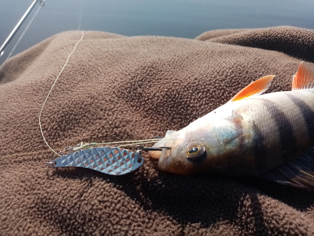 v Ng Cp Dz VUNE — Postimages