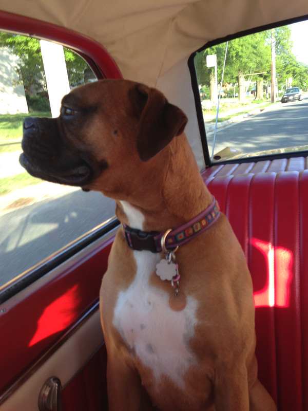 Dogs! Mid-Week Dog Pic Thread! Post 'Em Up! > General Discussion > AR15.COM