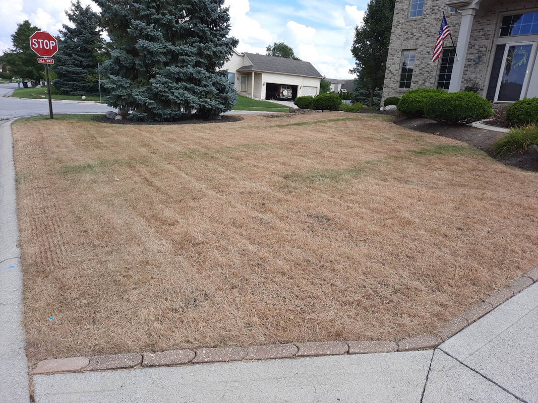 Blspeak's Fall Renovation (Playmaker mix, 80% TTTF, 10% KBG, 10% PRG ...