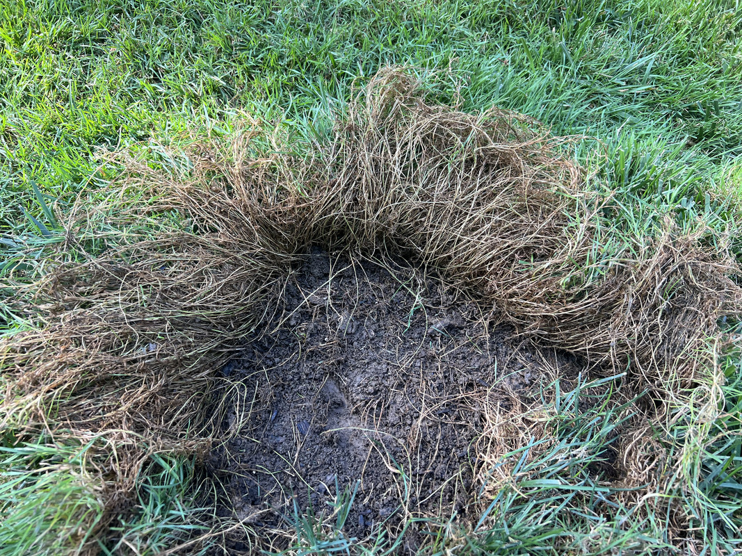 Matted Grass - How to Repair - Identification | Lawn Care Forum