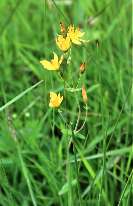 Slender St John's Wort 010 (2) — Postimages