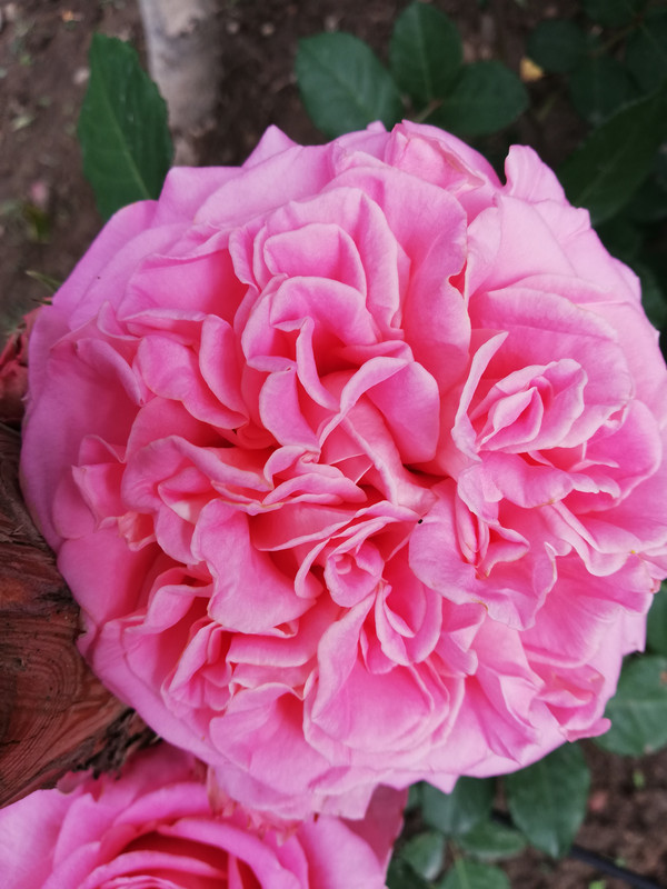 IMG 20180610 081840 — Postimages