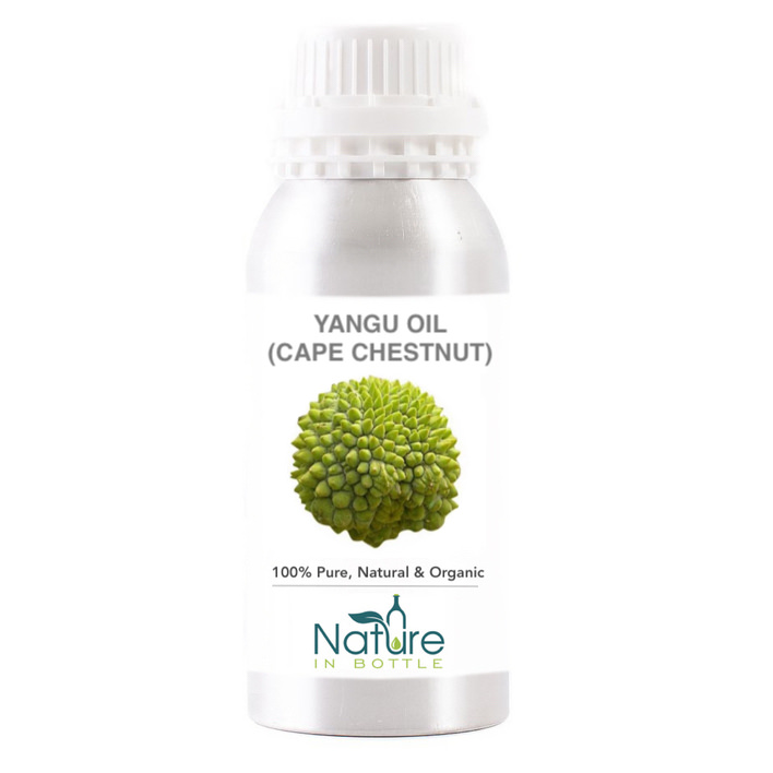 Yangu Oil Organic - Cape Chestnut - Calodendrum Capense