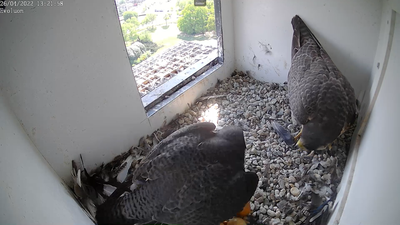 2022 04 26 13 22 23 Window — Postimages