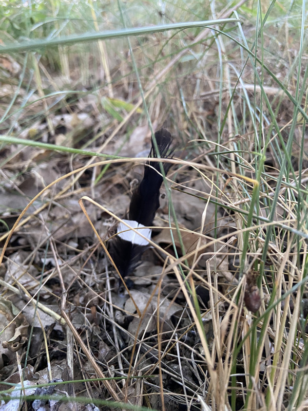 IMG 1156 — Postimages