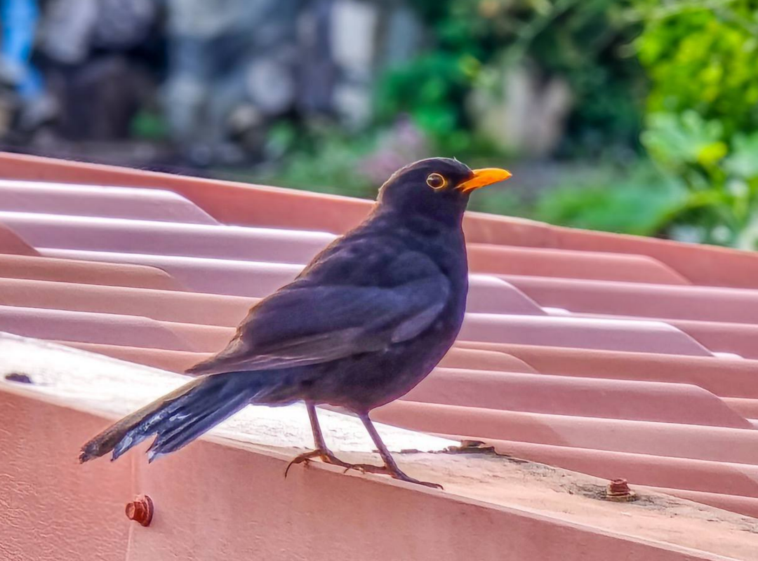 screenshot 393 — Postimages