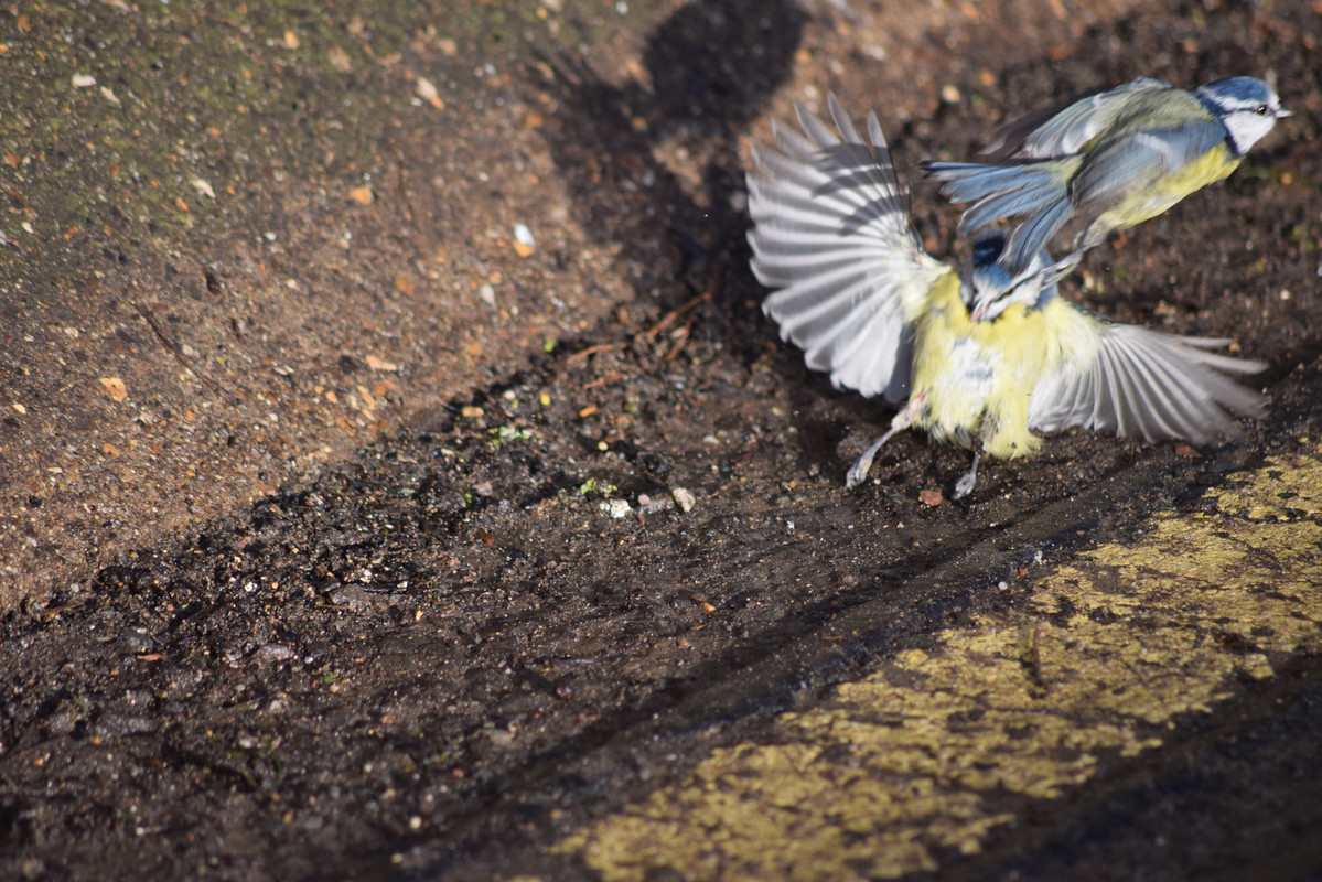 DSC 0481 — Postimages